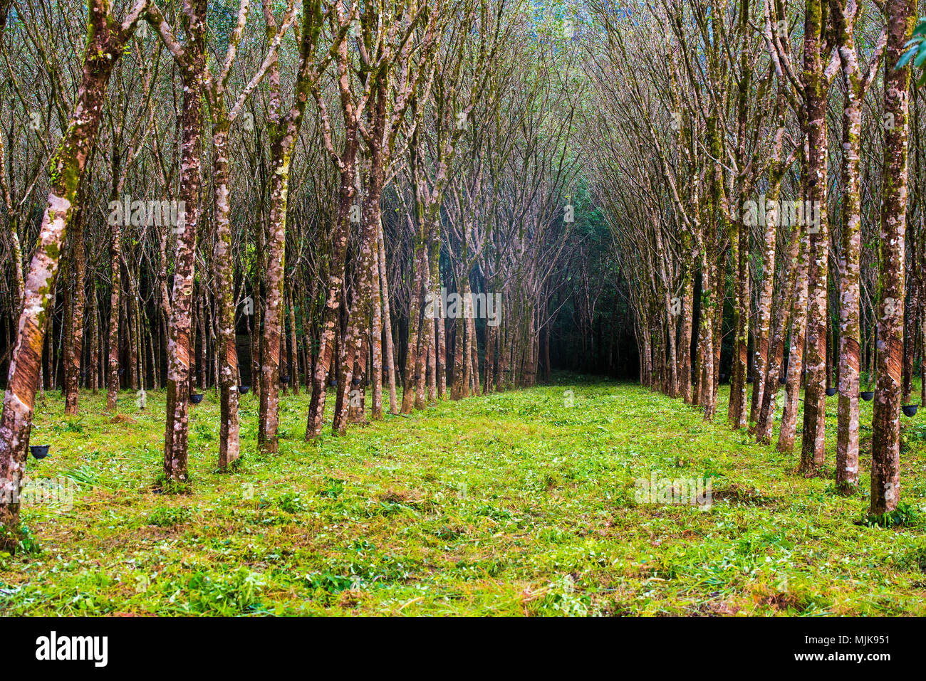 Rubber tree in a beautiful arrangement Stock Photo - Alamy