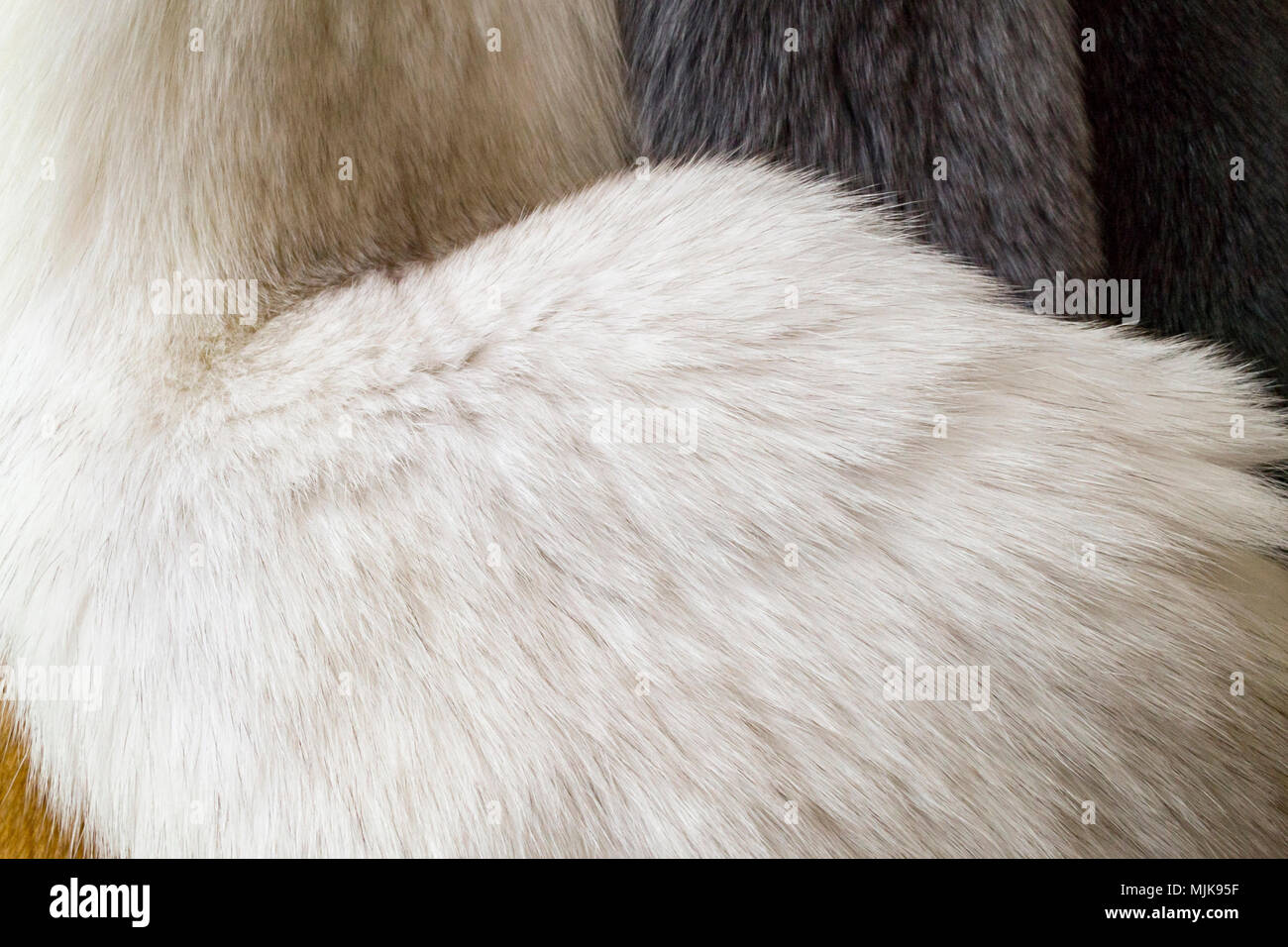 Red fox hairy fur texture hi-res stock photography and images - Alamy