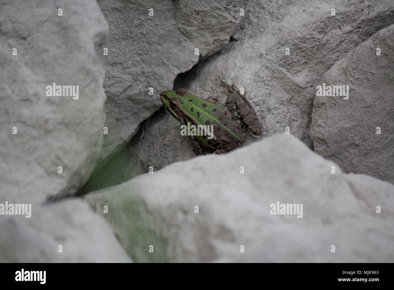 Frog on a rock on the river Stock Photo - Alamy