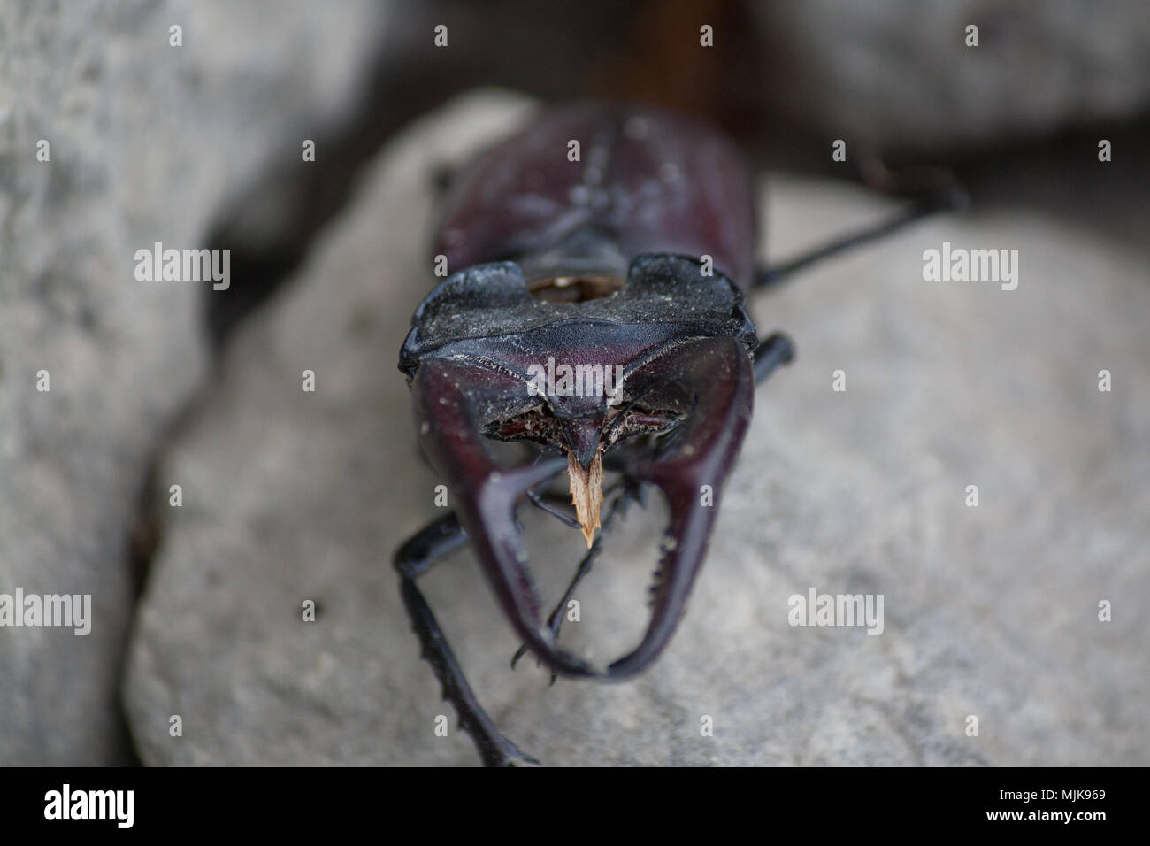 Beetle on stone hi-res stock photography and images - Alamy