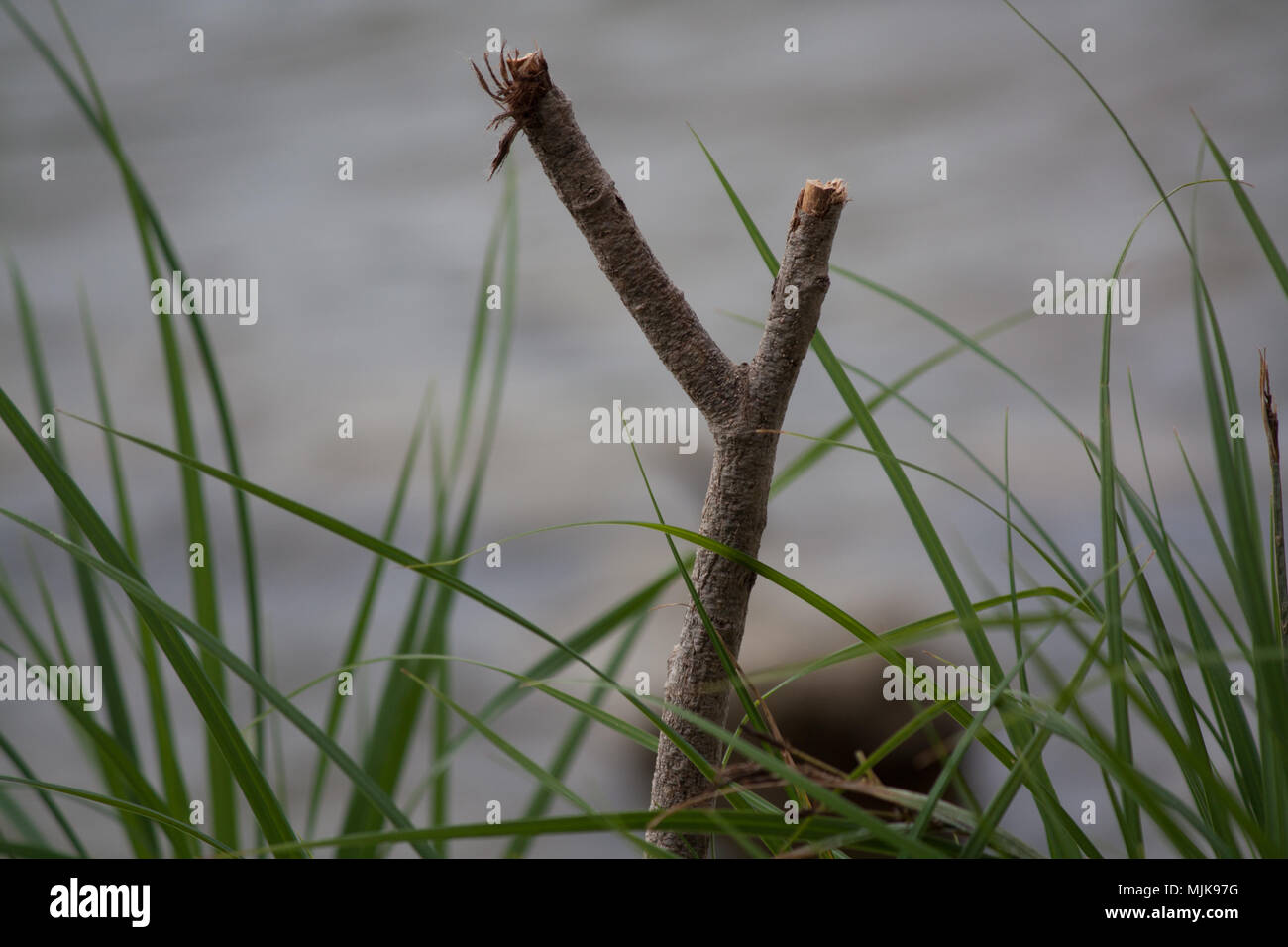 Dowsing rod hi-res stock photography and images - Alamy