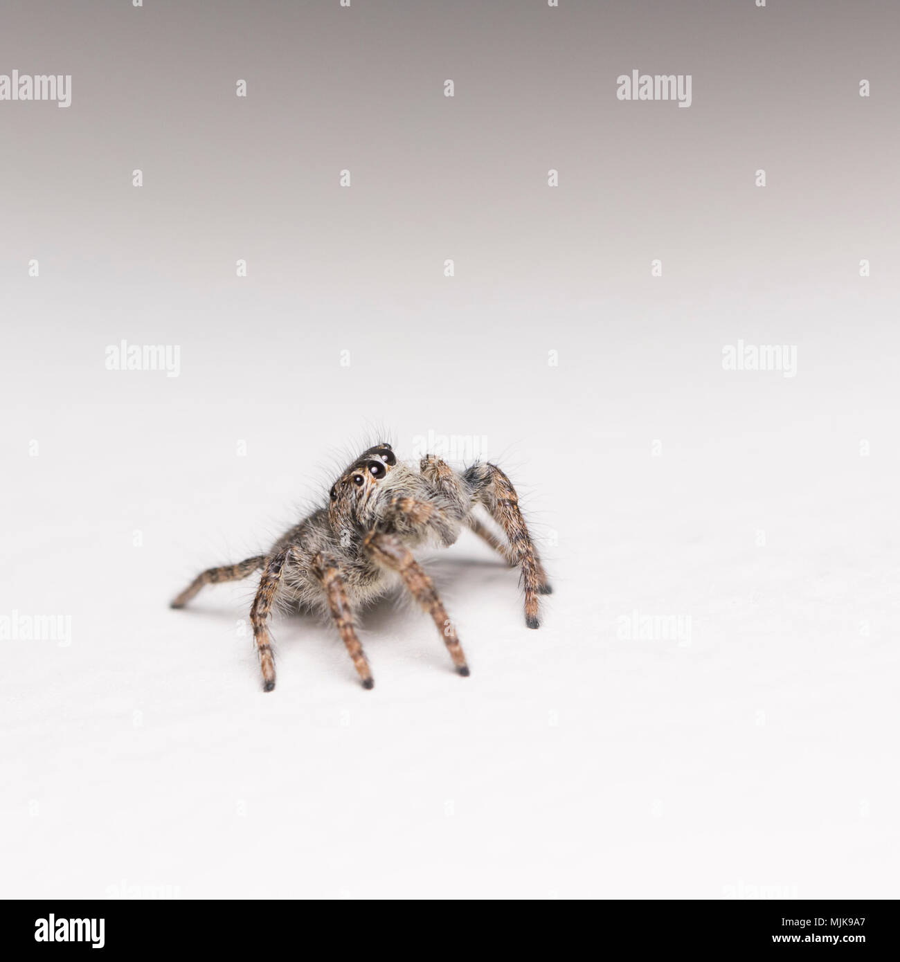 Philaeus chrysops - macro photo of jumping spider Stock Photo - Alamy