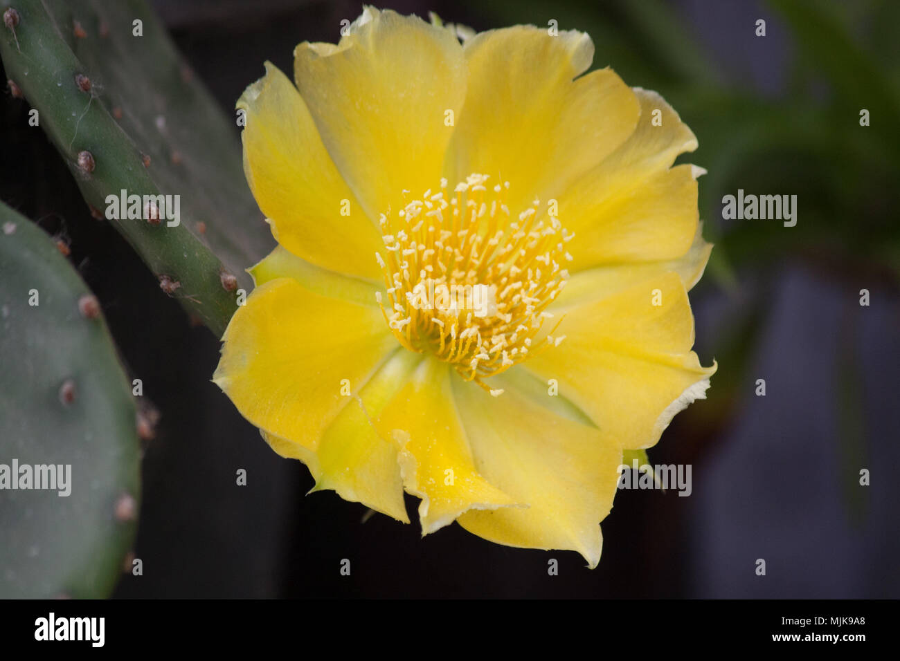Yellow flower of a cactus Stock Photo - Alamy