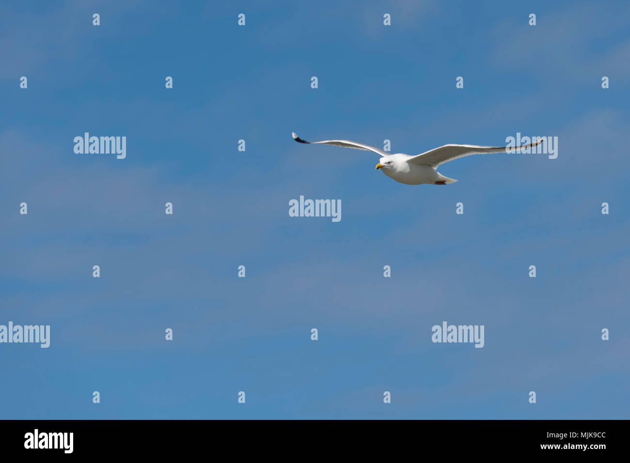 Seabird the Seagull family name laridae in flight against a blue sky ...