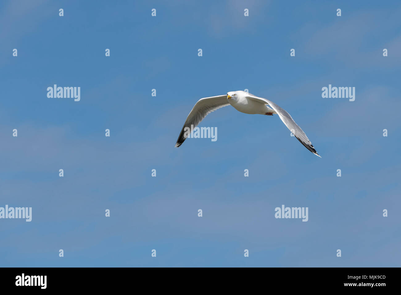 Seagull family hi-res stock photography and images - Alamy