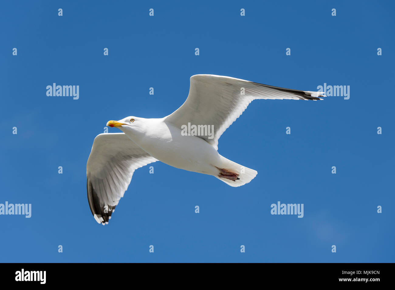Seagull family hi-res stock photography and images - Alamy