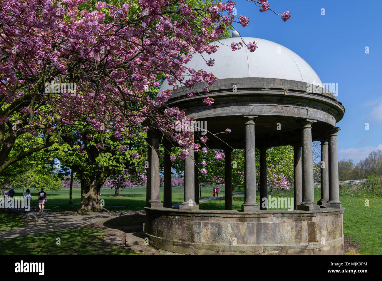 Pink Cherry Blossoms grow next to the spa water well monument along ...