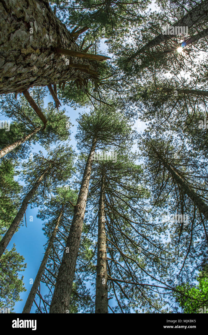 Tall trees taken seen below in a forest in the spring of Sardinia Stock ...