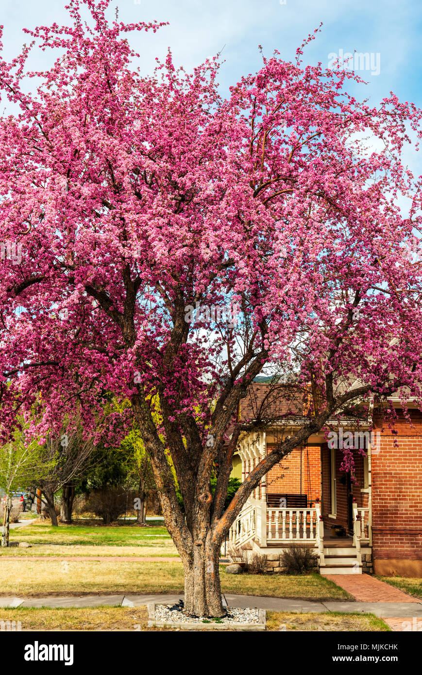 Crabapple tree in full pink springtime bloom; Salida; Colorado; USA ...