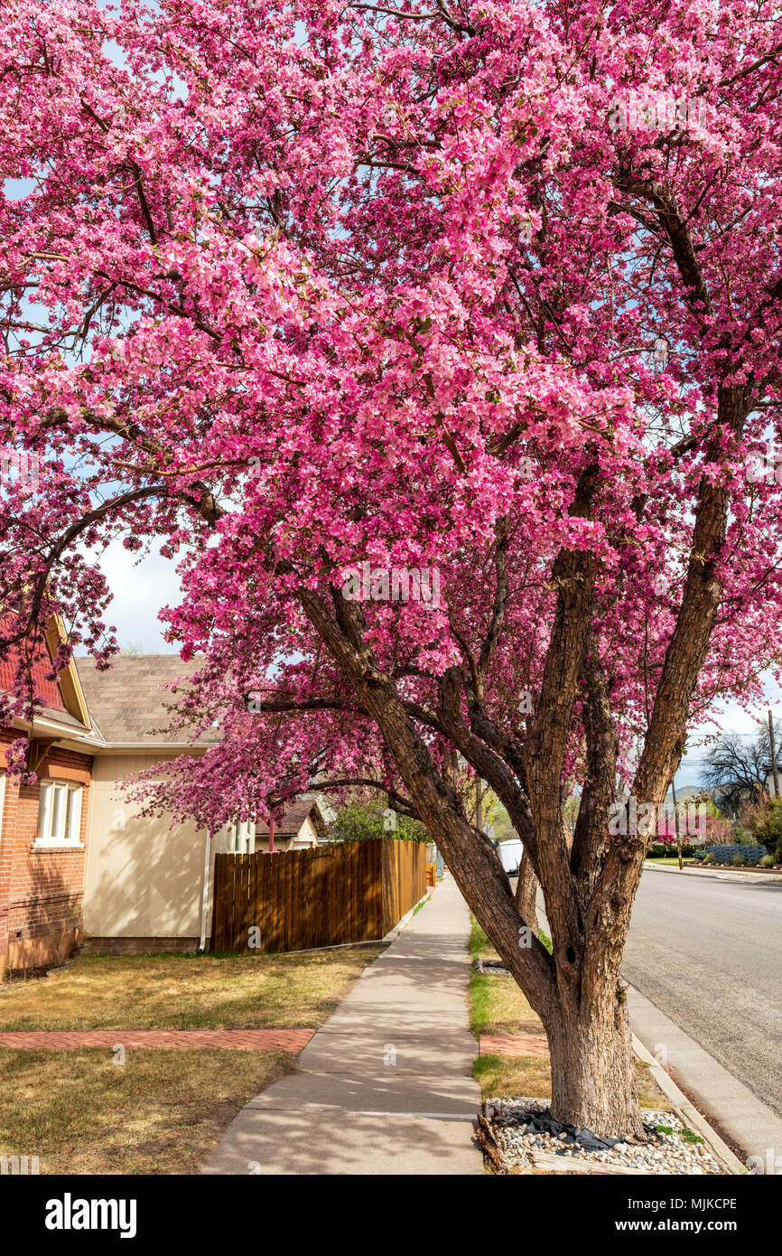 Crabapple tree in full pink springtime bloom; Salida; Colorado; USA ...
