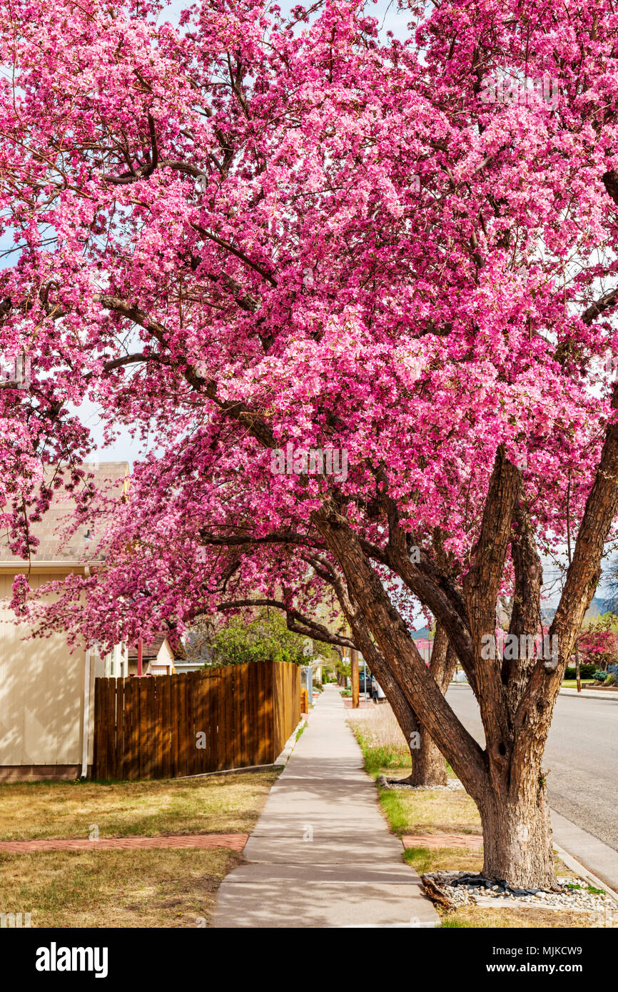 Botany trees rosaceae crabapple malus hi-res stock photography and ...