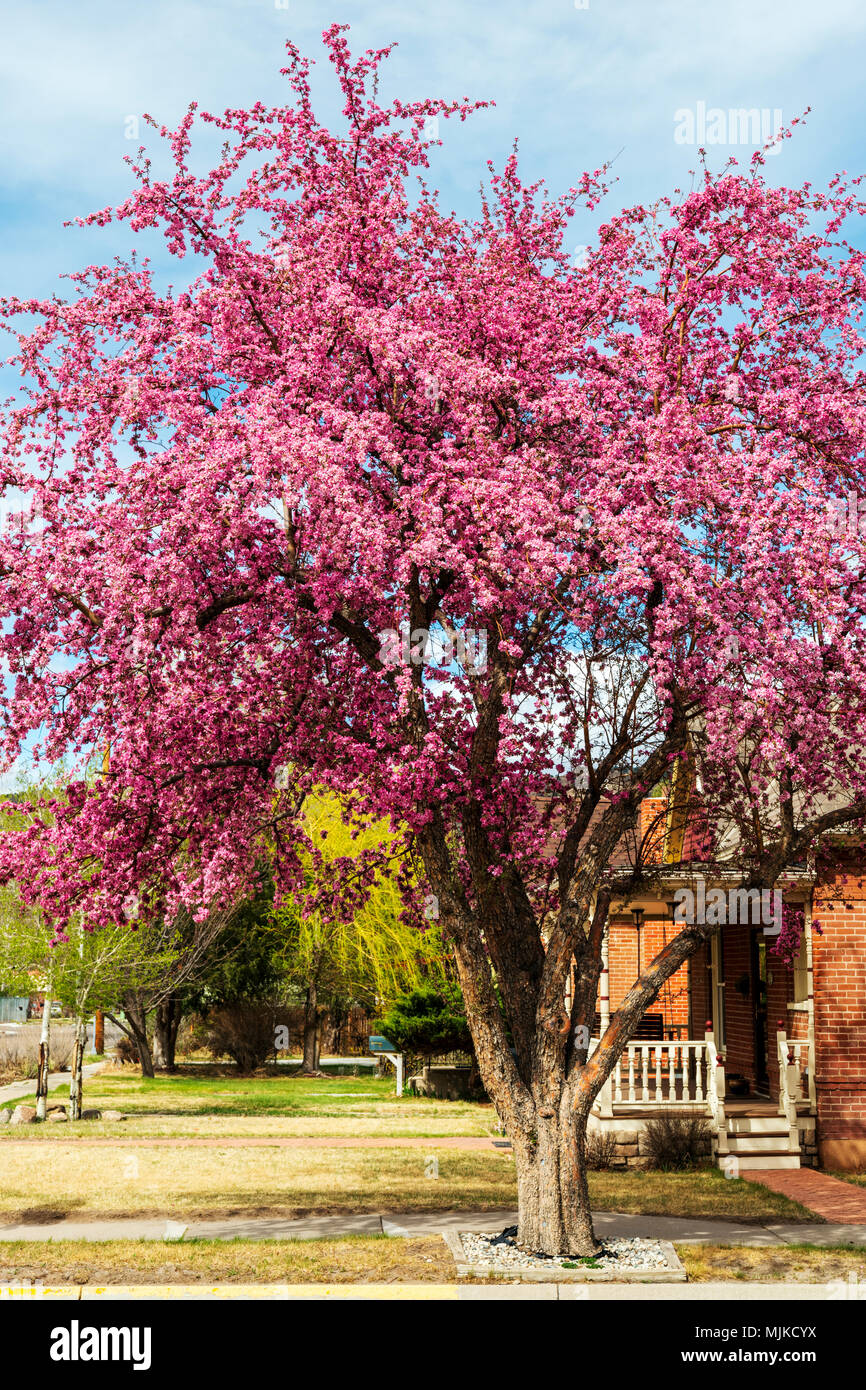 Crabapple tree in full pink springtime bloom; Salida; Colorado; USA ...