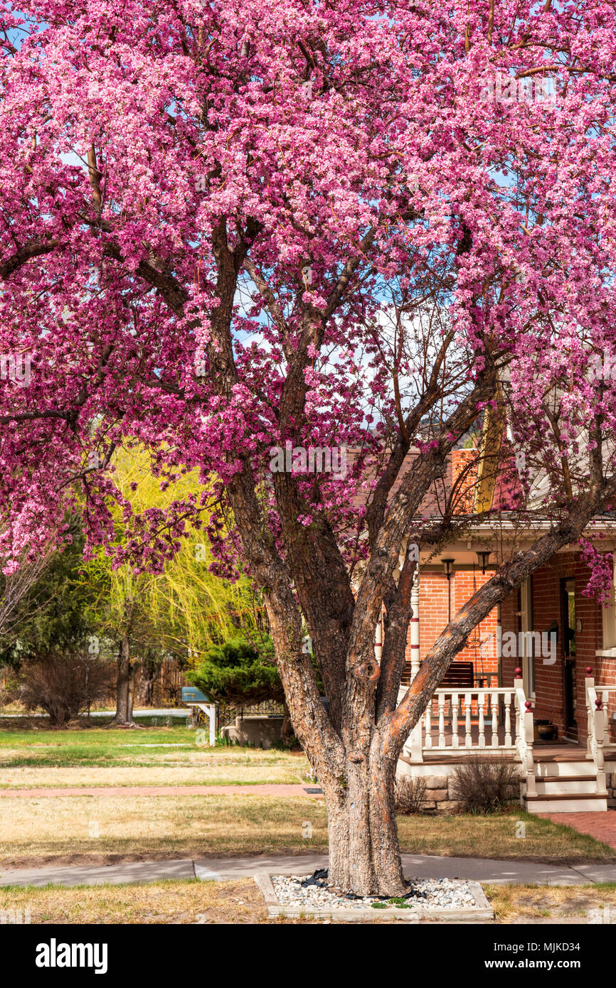 Crabapple tree in full pink springtime bloom; Salida; Colorado; USA ...