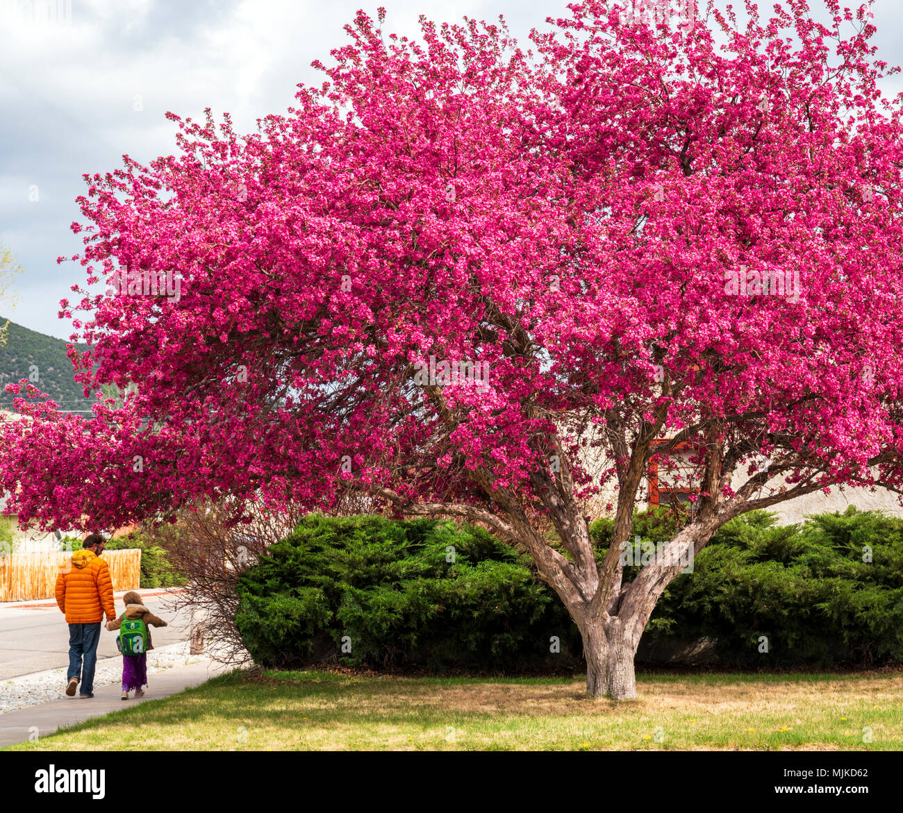 Crabapple tree in full pink springtime bloom; Salida; Colorado; USA ...