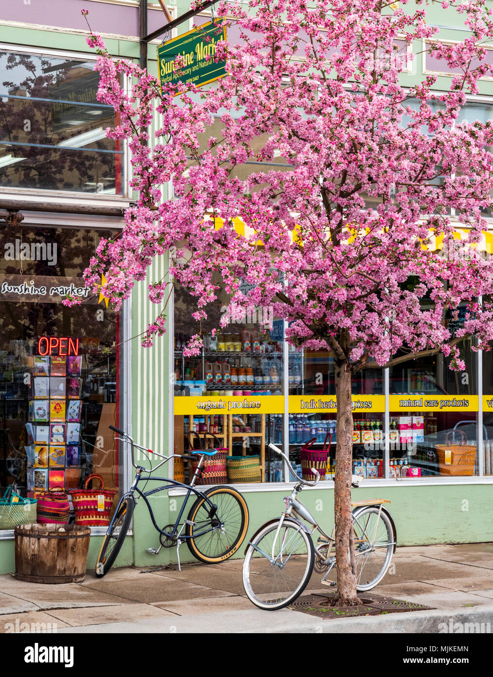 Crabapple tree in full pink springtime bloom; Sunshine Market; Salida ...