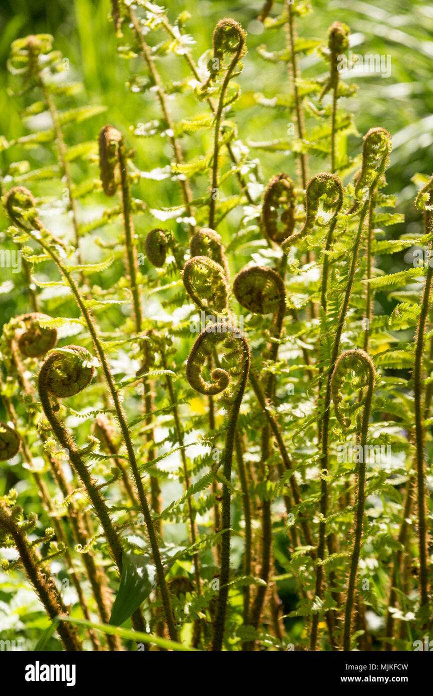 Fiddlehead or fiddleneck ferns growing in a wood in North Dorset ...
