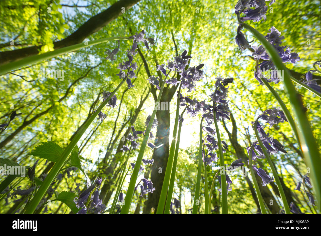 British native plants hi-res stock photography and images - Alamy