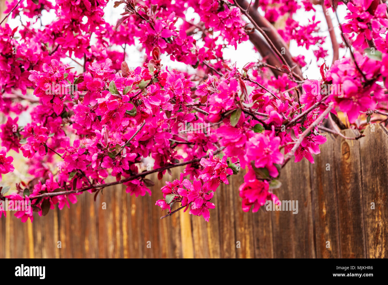 Crabapple tree in full pink springtime bloom; Salida; Colorado; USA ...