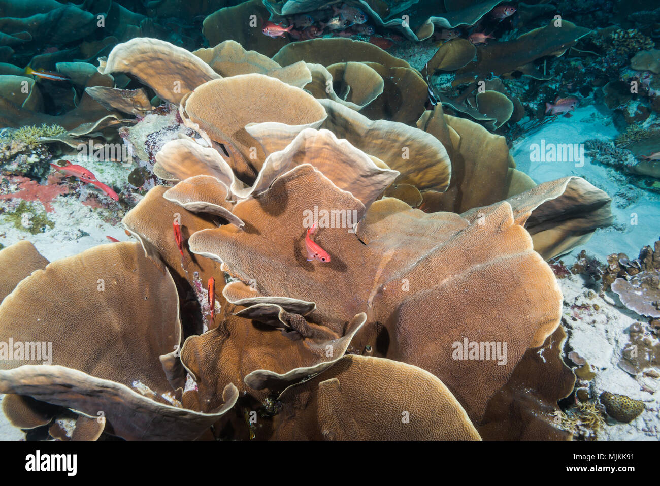 Big colony of Cabbage coral at Ulong Channel, Palau Stock Photo - Alamy