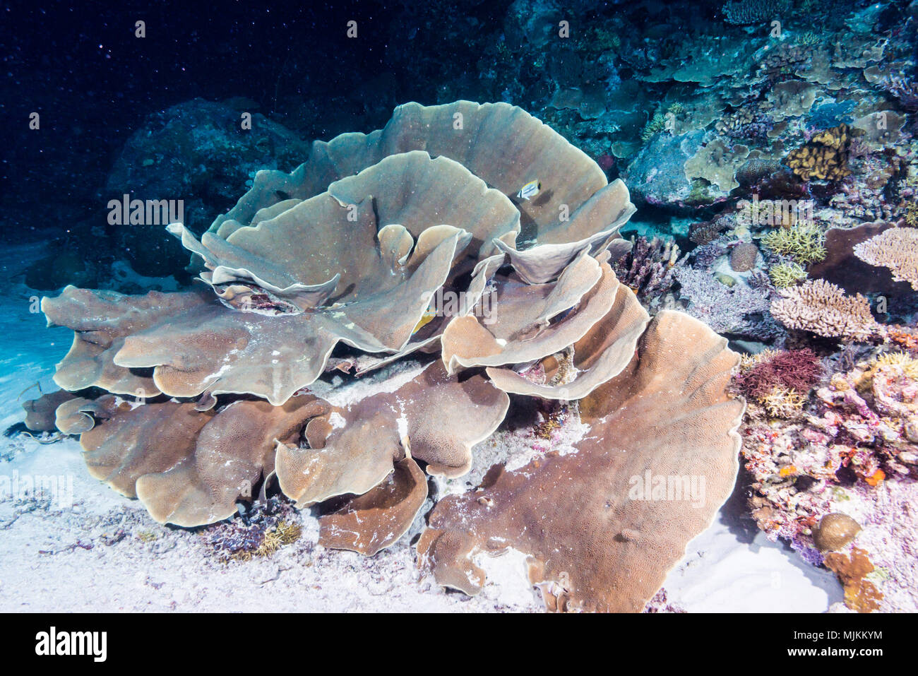 Cabbage leaf coral hi-res stock photography and images - Alamy