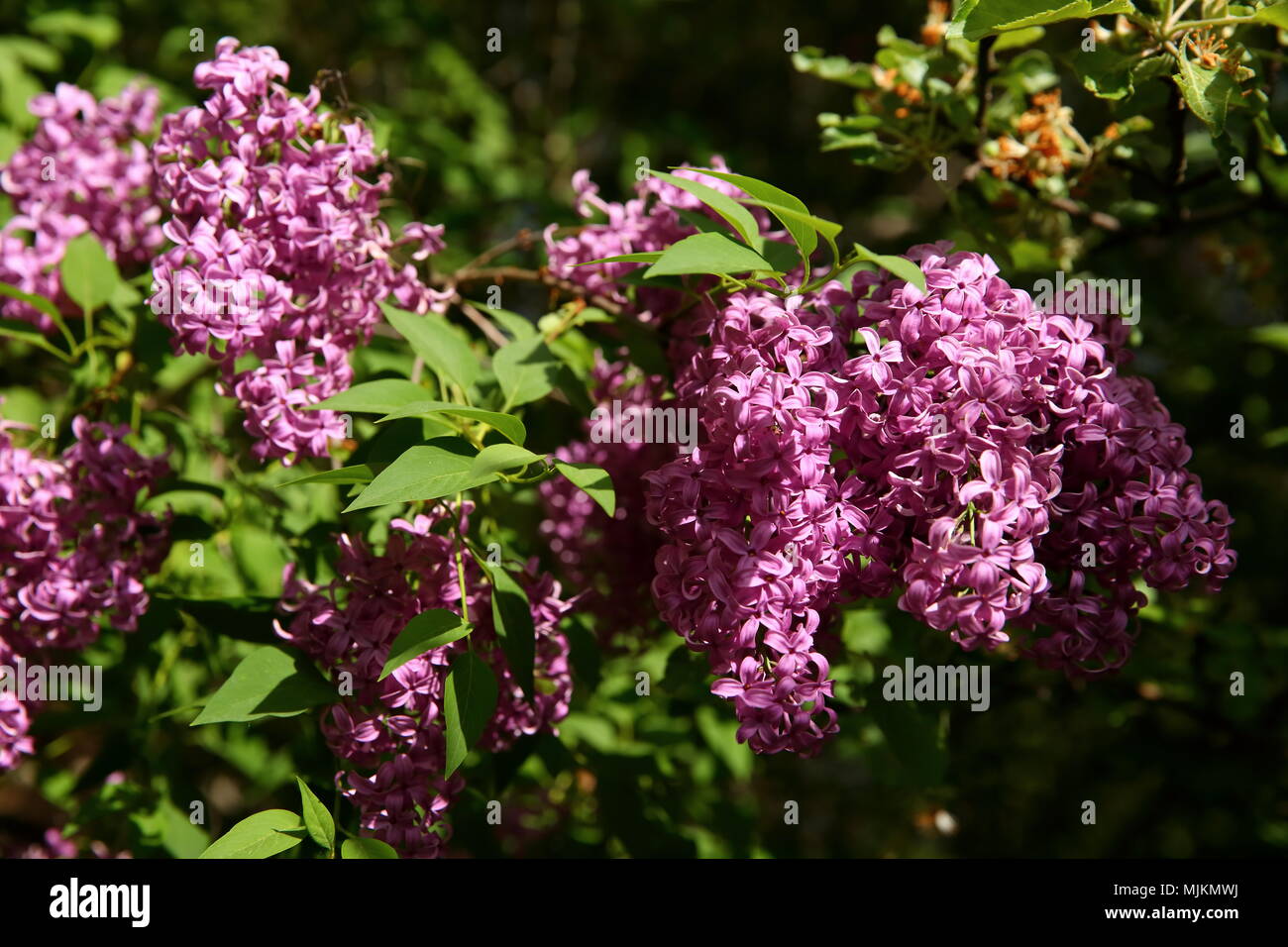 Without this blooming tree in the spring with a very strong and ...