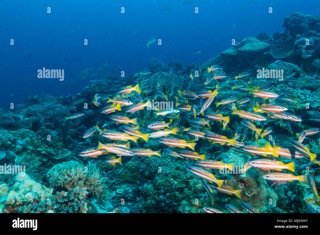 Underwater photography deep hi-res stock photography and images - Alamy