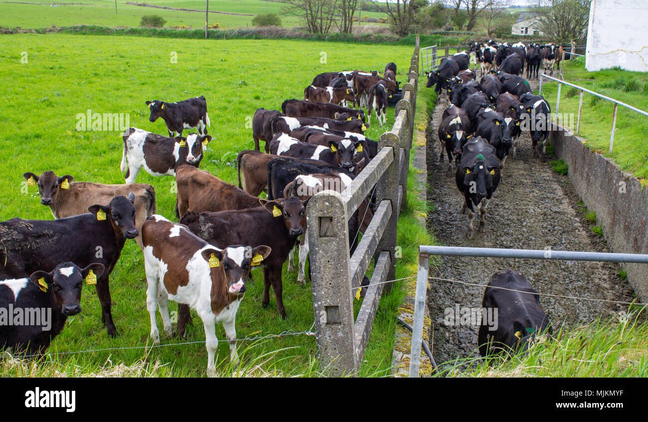 fresian cow herd going under a roadway on their way to the milking ...