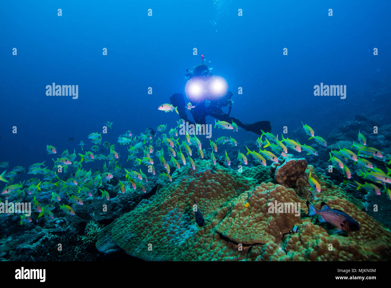 a diver taking photos of Common bluestripe snapper (Lutjanus kasmira ...