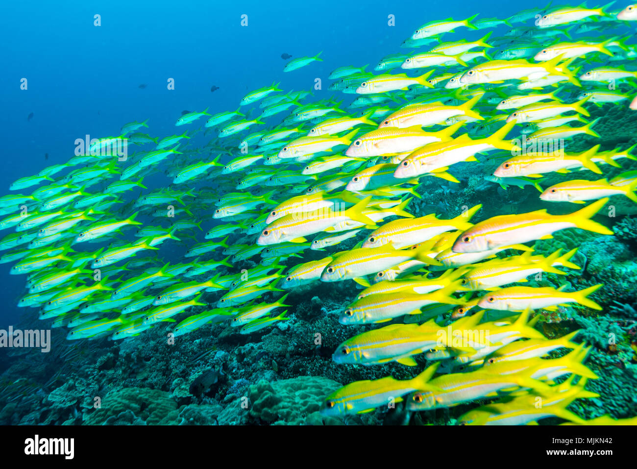 Common bluestripe snapper lutjanus kasmira hi-res stock photography and ...