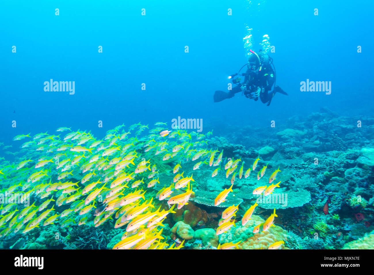 a diver taking photos of Common bluestripe snapper (Lutjanus kasmira ...