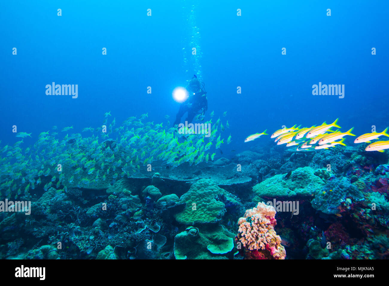 a diver taking photos of Common bluestripe snapper (Lutjanus kasmira ...