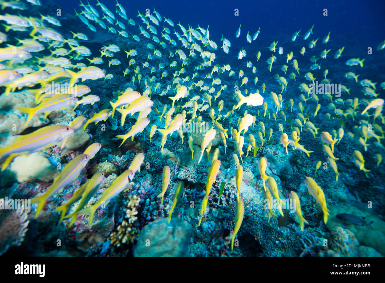 School of Common bluestripe snapper (Lutjanus kasmira, Forsskål, 1775 ...