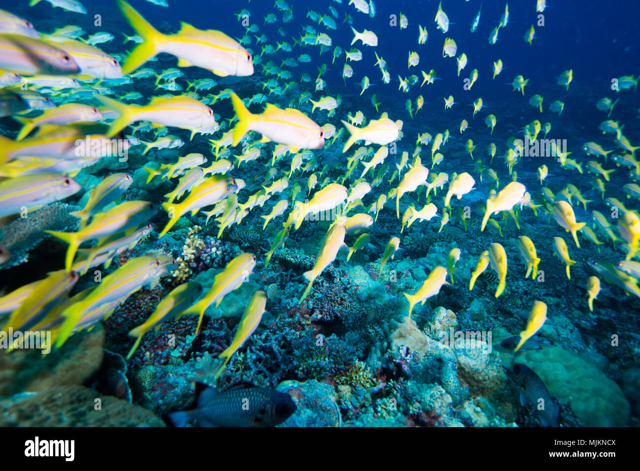 Common bluestripe snapper hi-res stock photography and images - Alamy