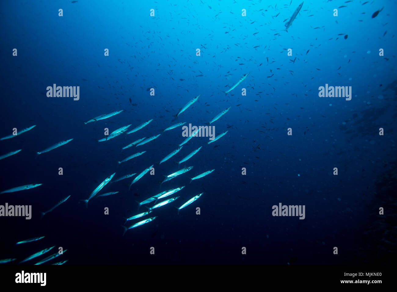 School of Bigeye barracuda (Sphyraena forsteri Cuvier, 1829). Palau ...