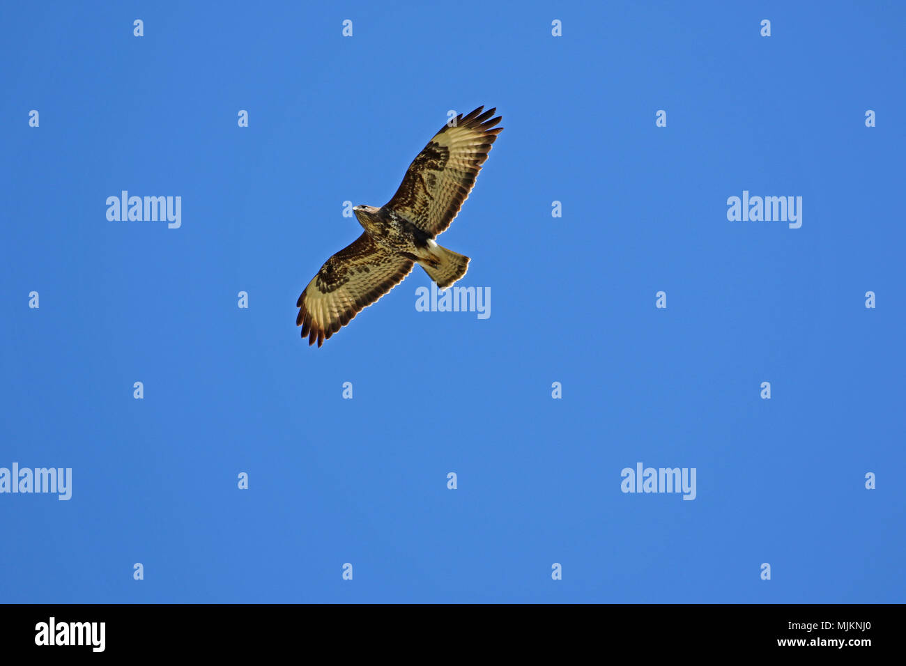 Rough legged falcon hi-res stock photography and images - Alamy