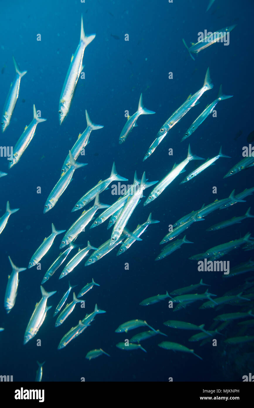 School of Bigeye barracuda (Sphyraena forsteri Cuvier, 1829). Palau ...