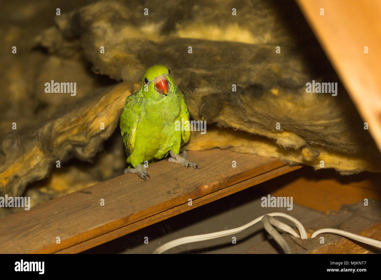 Young juvenile green ring-necked Parakeet (Psittacula krameri) bird ...