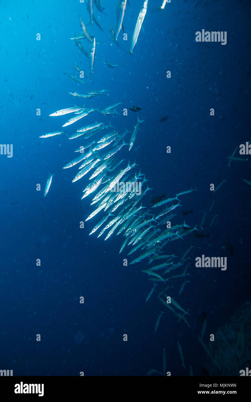 School of Bigeye barracuda (Sphyraena forsteri Cuvier, 1829). Palau ...