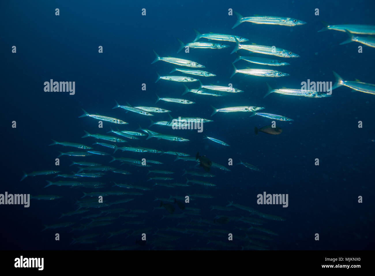 School of Bigeye barracuda (Sphyraena forsteri Cuvier, 1829). Palau ...