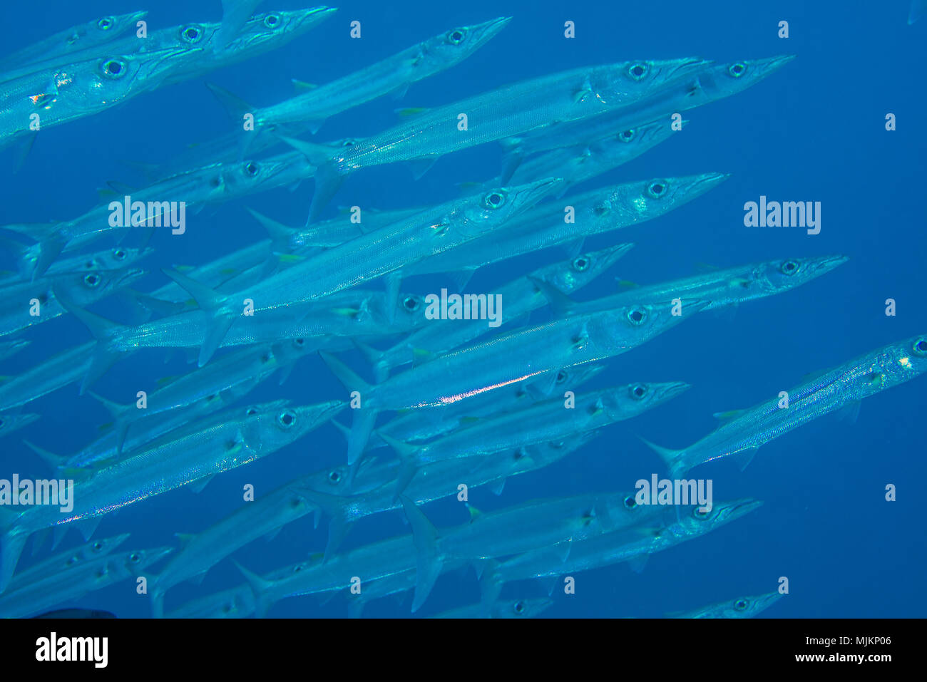 Blackspot barracuda hi-res stock photography and images - Alamy