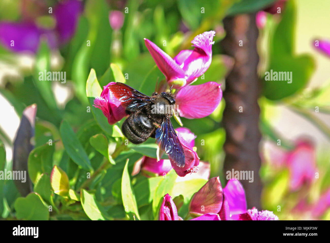 Carpenter bee Latin name xylocopa violacea purple polygala myrtifolia ...