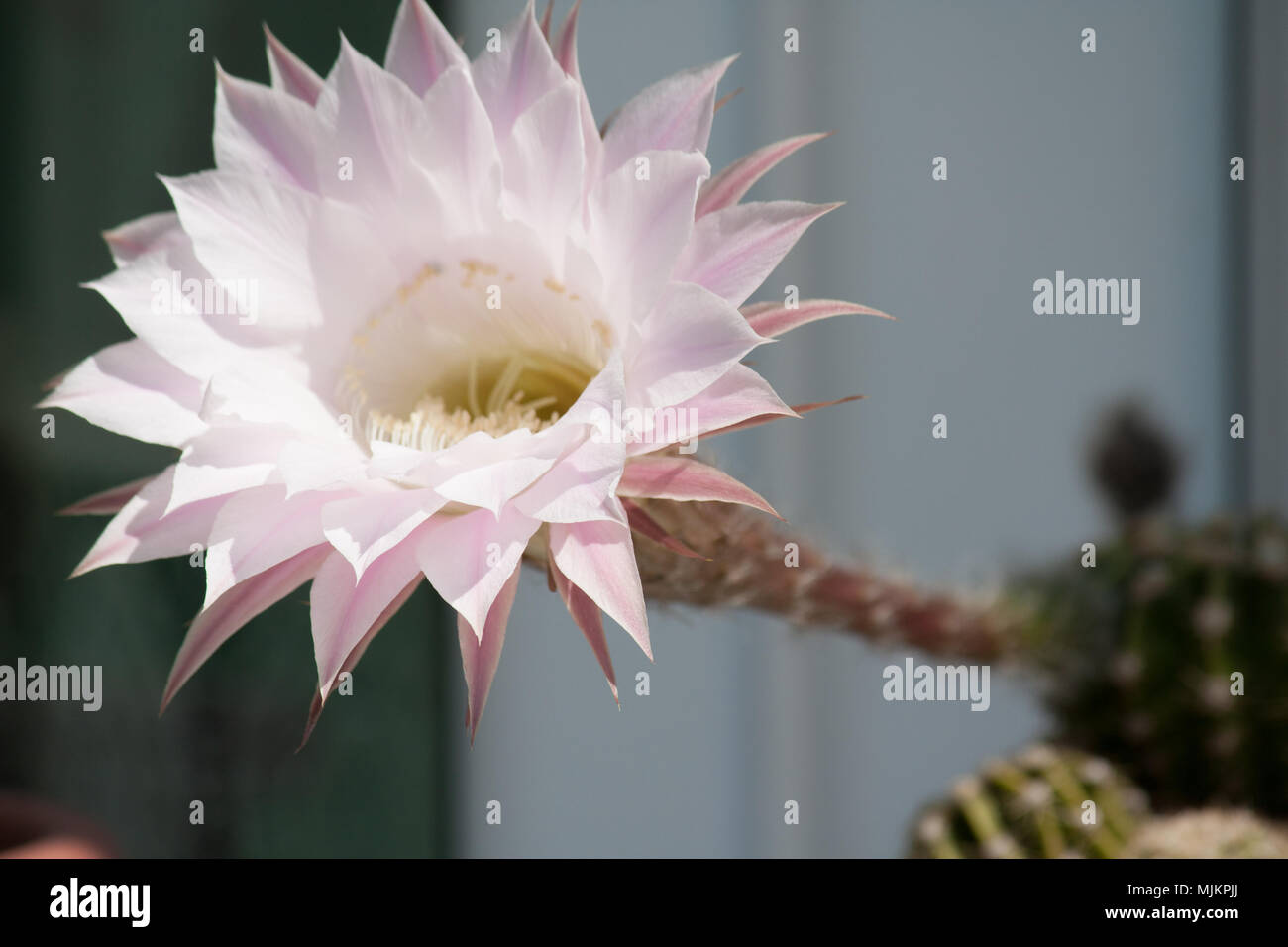 White flower of cactus hi-res stock photography and images - Alamy