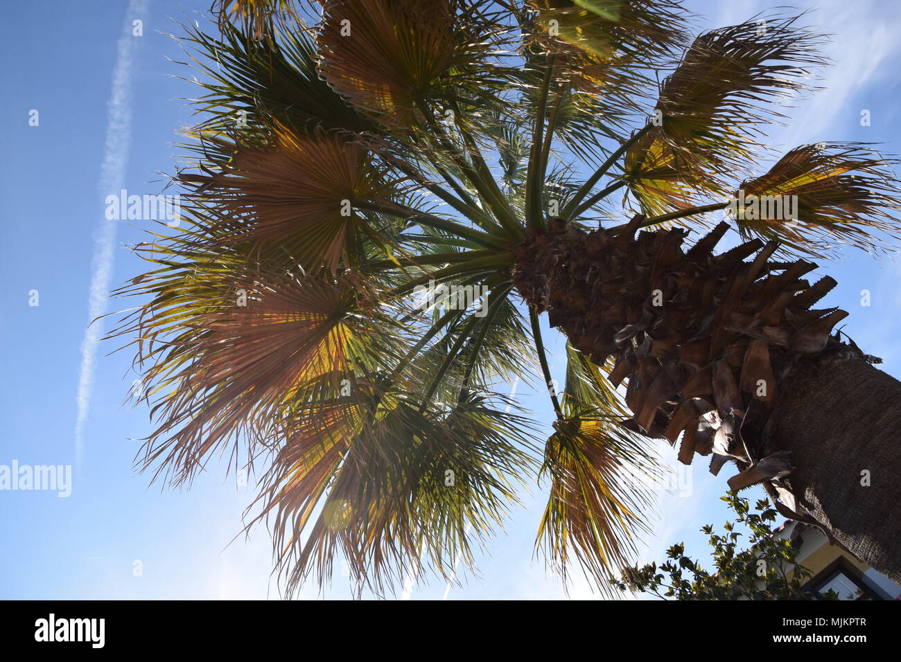 Hot summer sunshine palm tree hi-res stock photography and images - Alamy