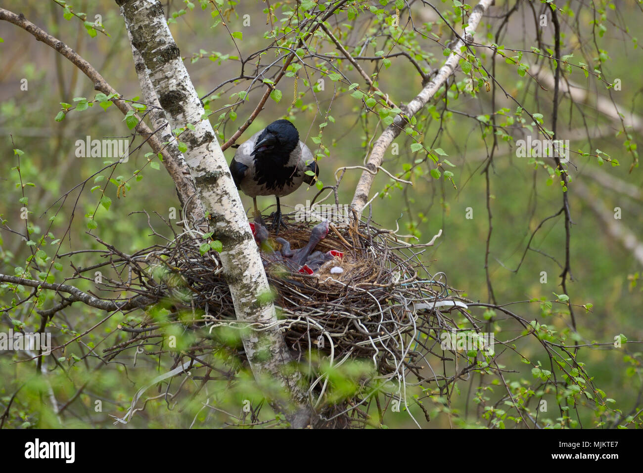 Fledgling crows hi-res stock photography and images - Alamy
