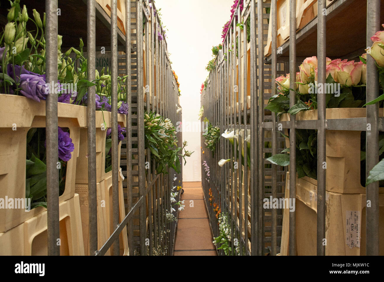Cut Flowers in Storage Racks Stock Photo - Alamy