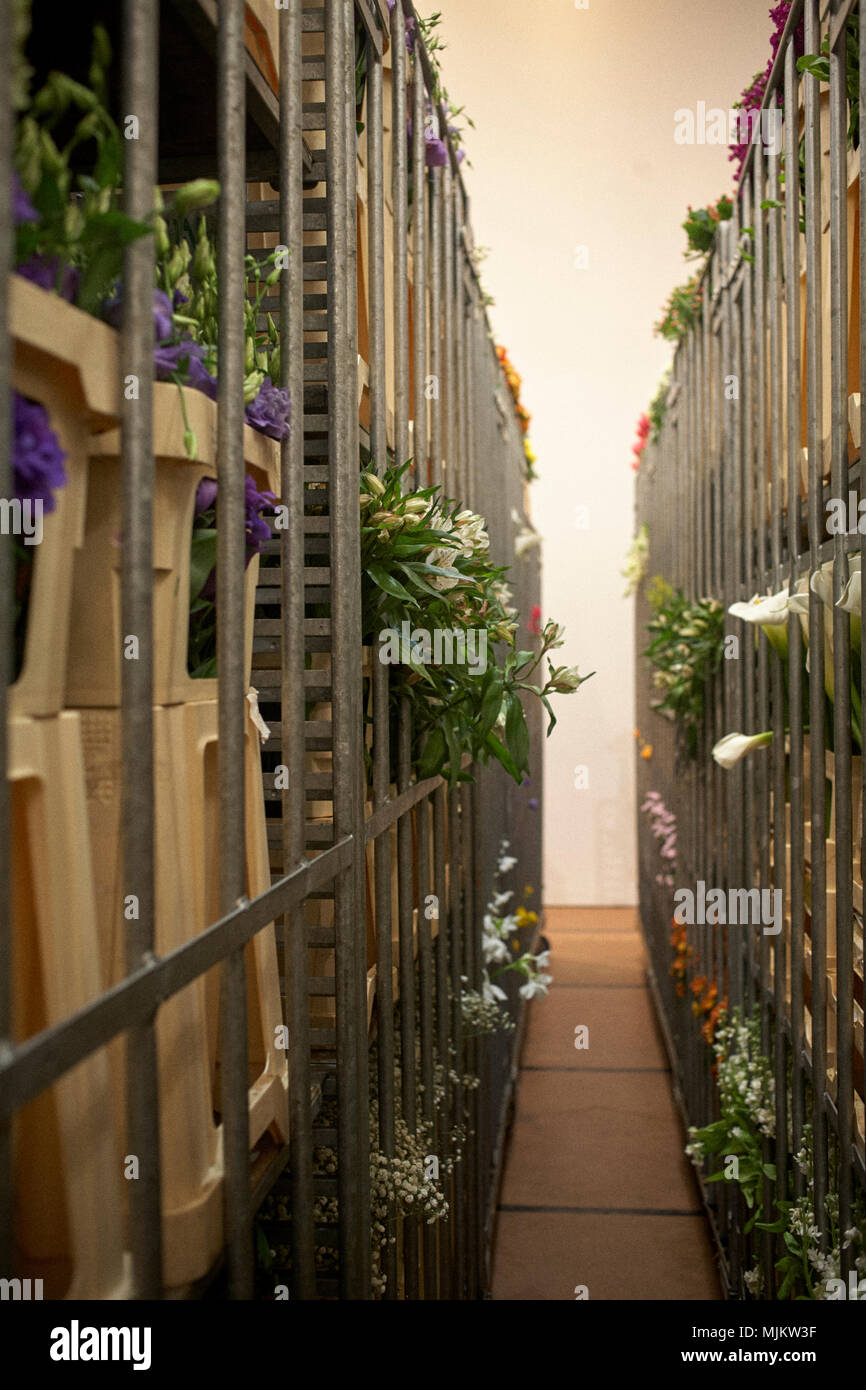 Cut Flowers in Storage Racks Stock Photo - Alamy