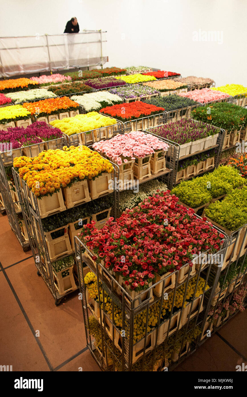 Cut Flowers in Storage Racks Stock Photo - Alamy