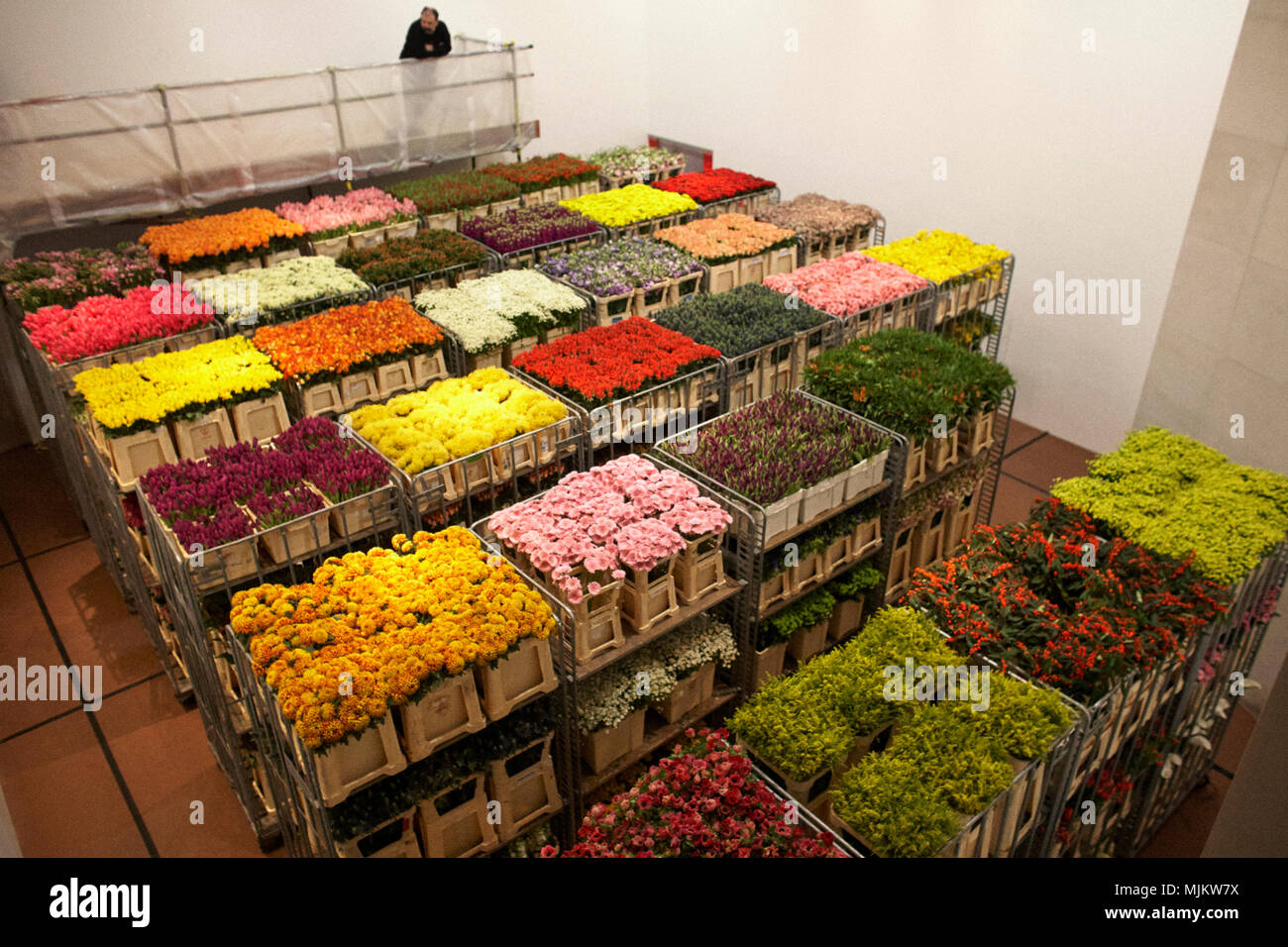Cut Flowers in Storage Racks Stock Photo - Alamy