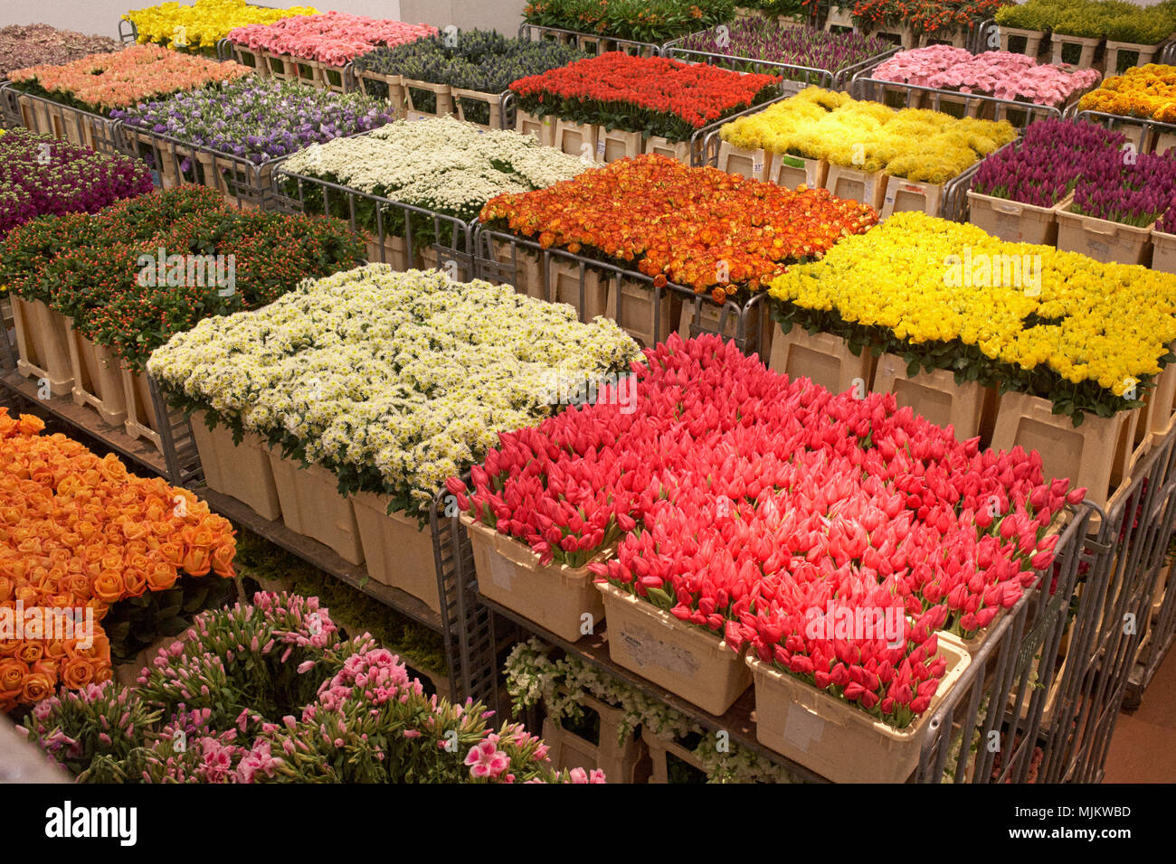 Cut Flowers in Storage Racks Stock Photo - Alamy