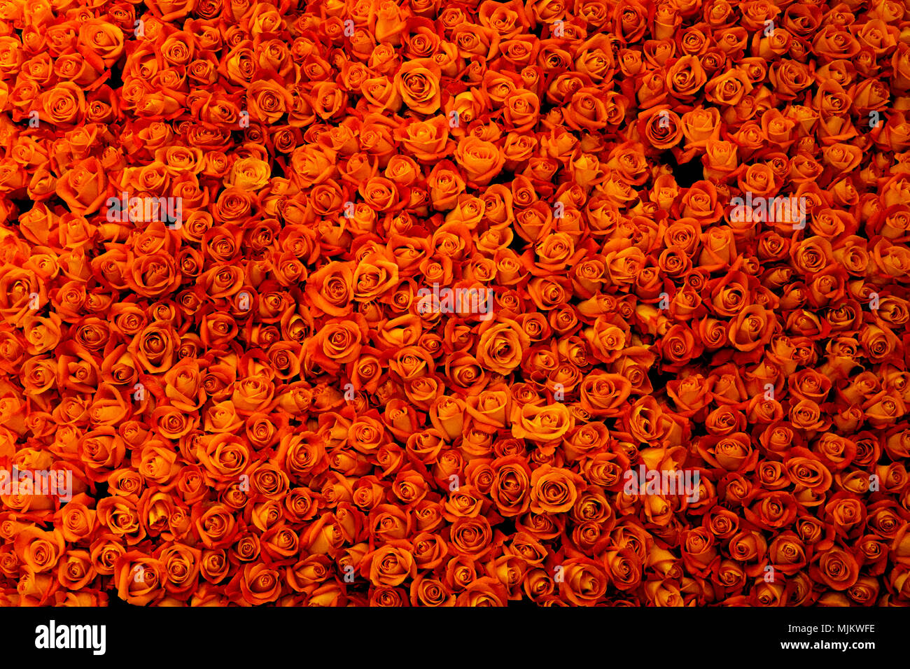 Mass of roses hi-res stock photography and images - Alamy